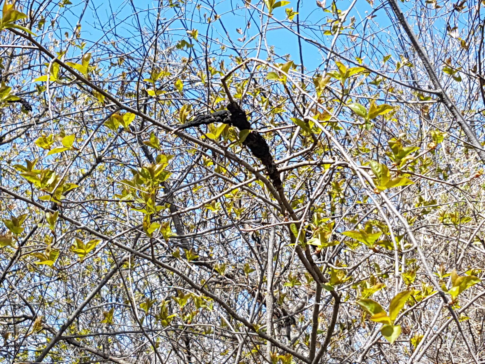 “Black Knot The Hidden Danger in Your Backyard!” - The Tree Man and Son